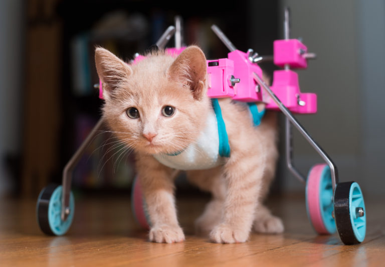 Kitten Nursery - Orphan Kitten Club