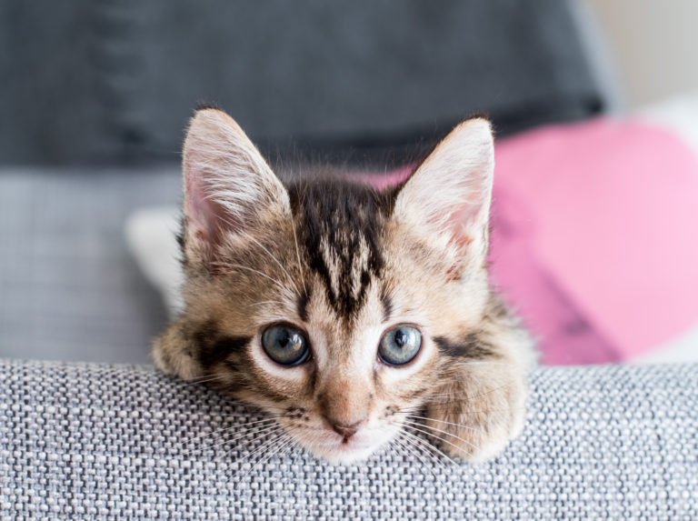 Kitten Nursery - Orphan Kitten Club