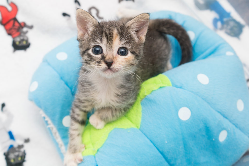 Kitten Nursery - Orphan Kitten Club