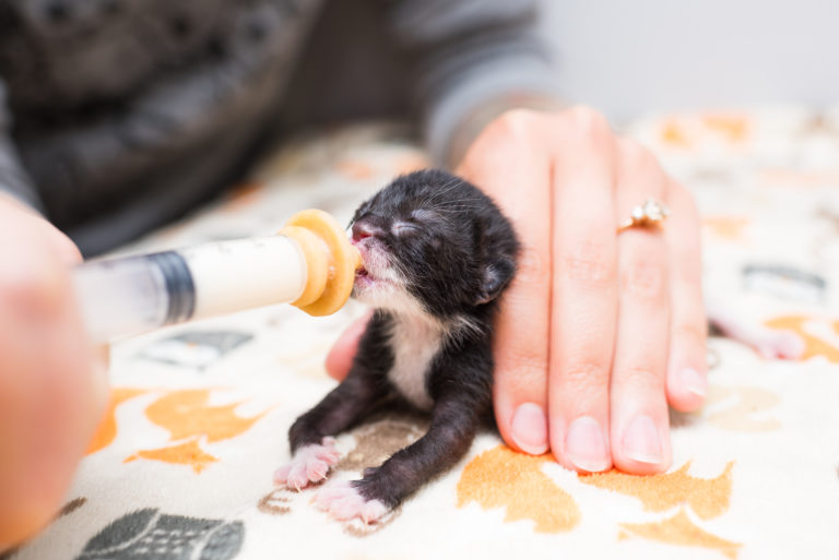 Kitten Nursery - Orphan Kitten Club
