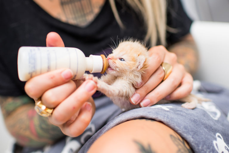 Kitten Nursery - Orphan Kitten Club