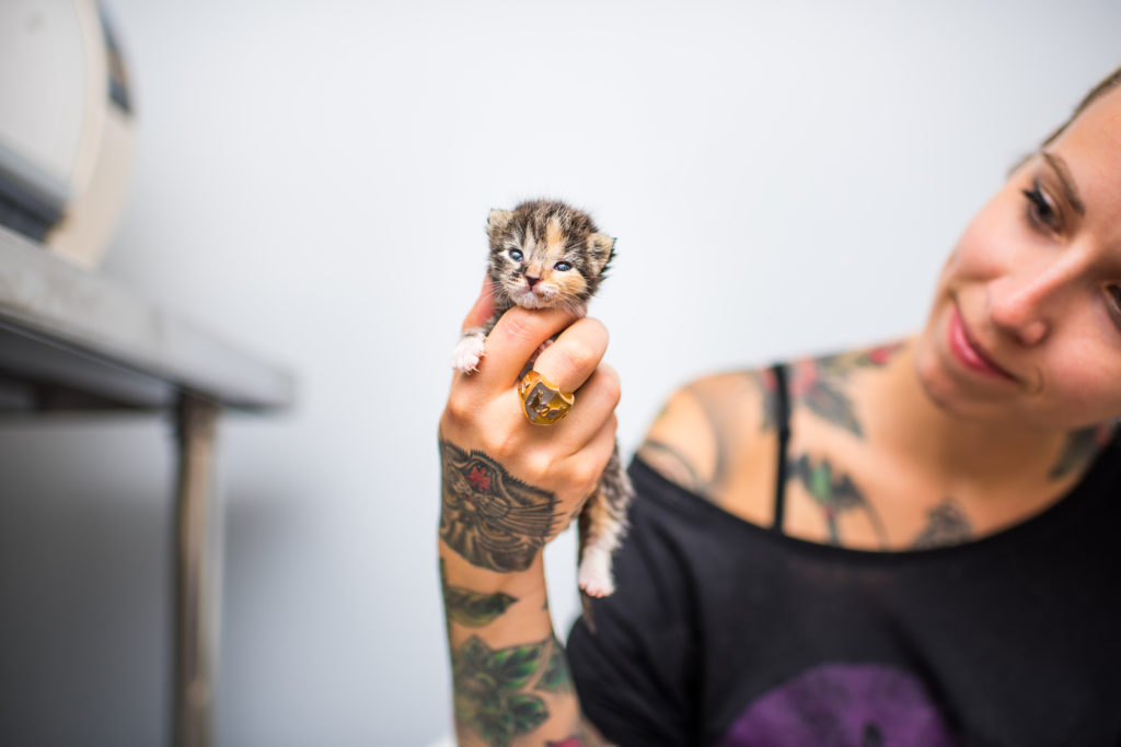 Kitten Nursery - Orphan Kitten Club