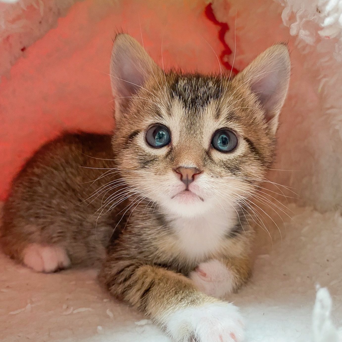 Adoptable Kittens - Orphan Kitten Club