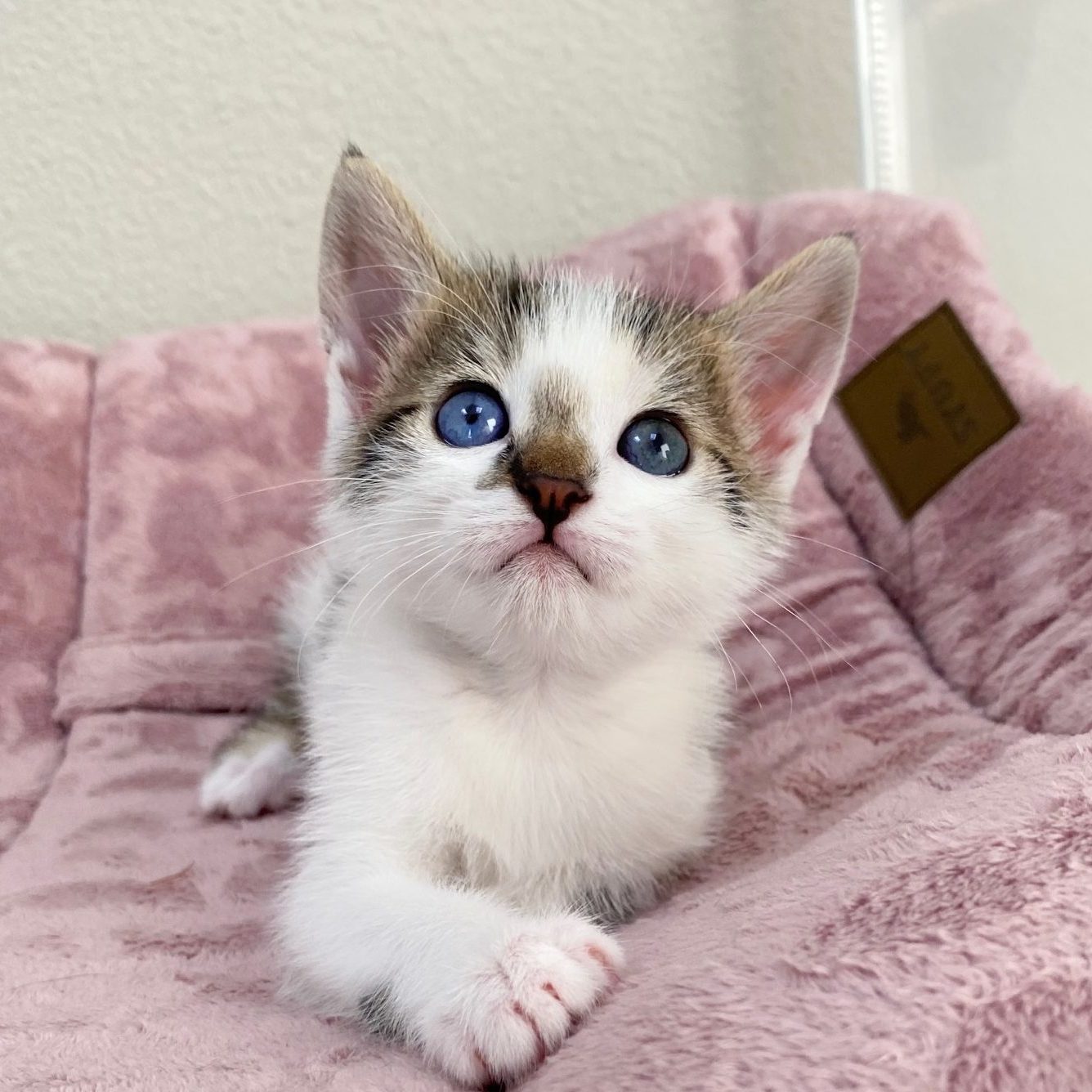 Adoptable Kittens - Orphan Kitten Club
