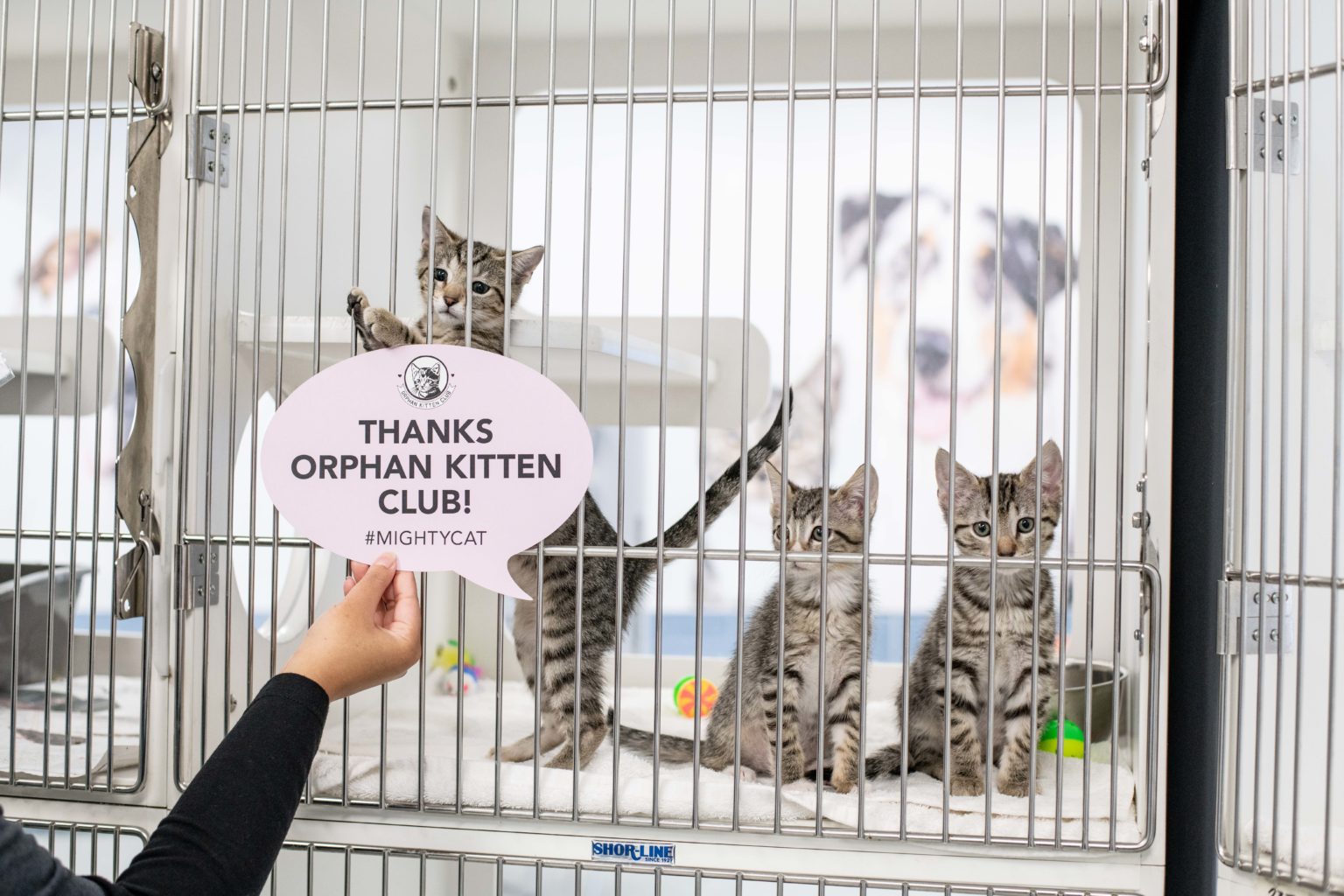 Mightycat Program Grants - Orphan Kitten Club