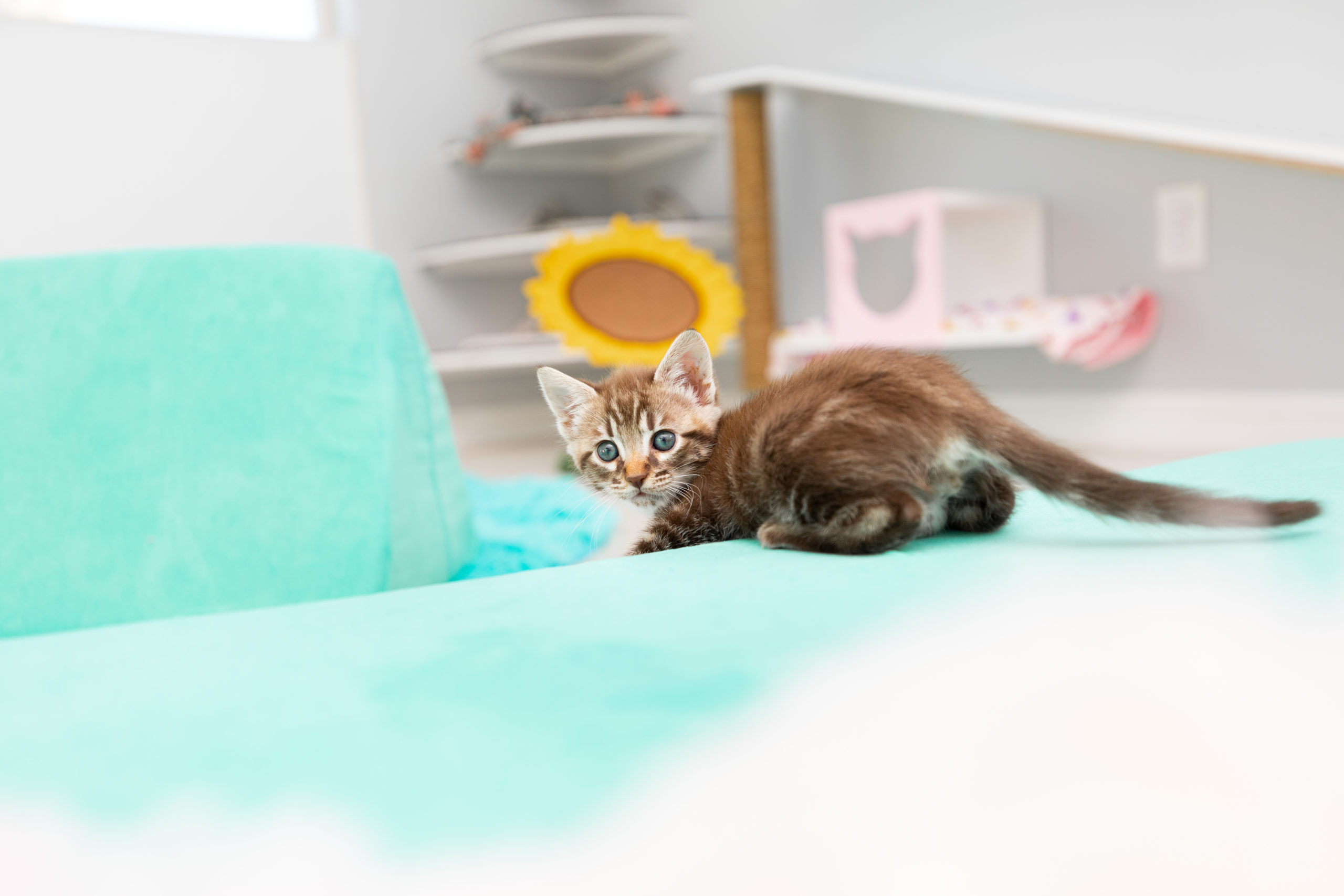 Kitten Nursery - Orphan Kitten Club