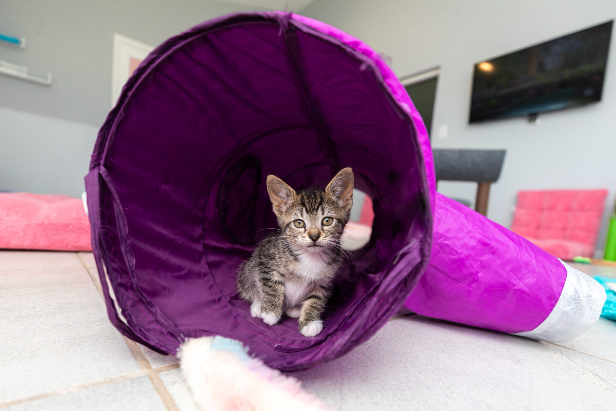 Kitten Nursery - Orphan Kitten Club