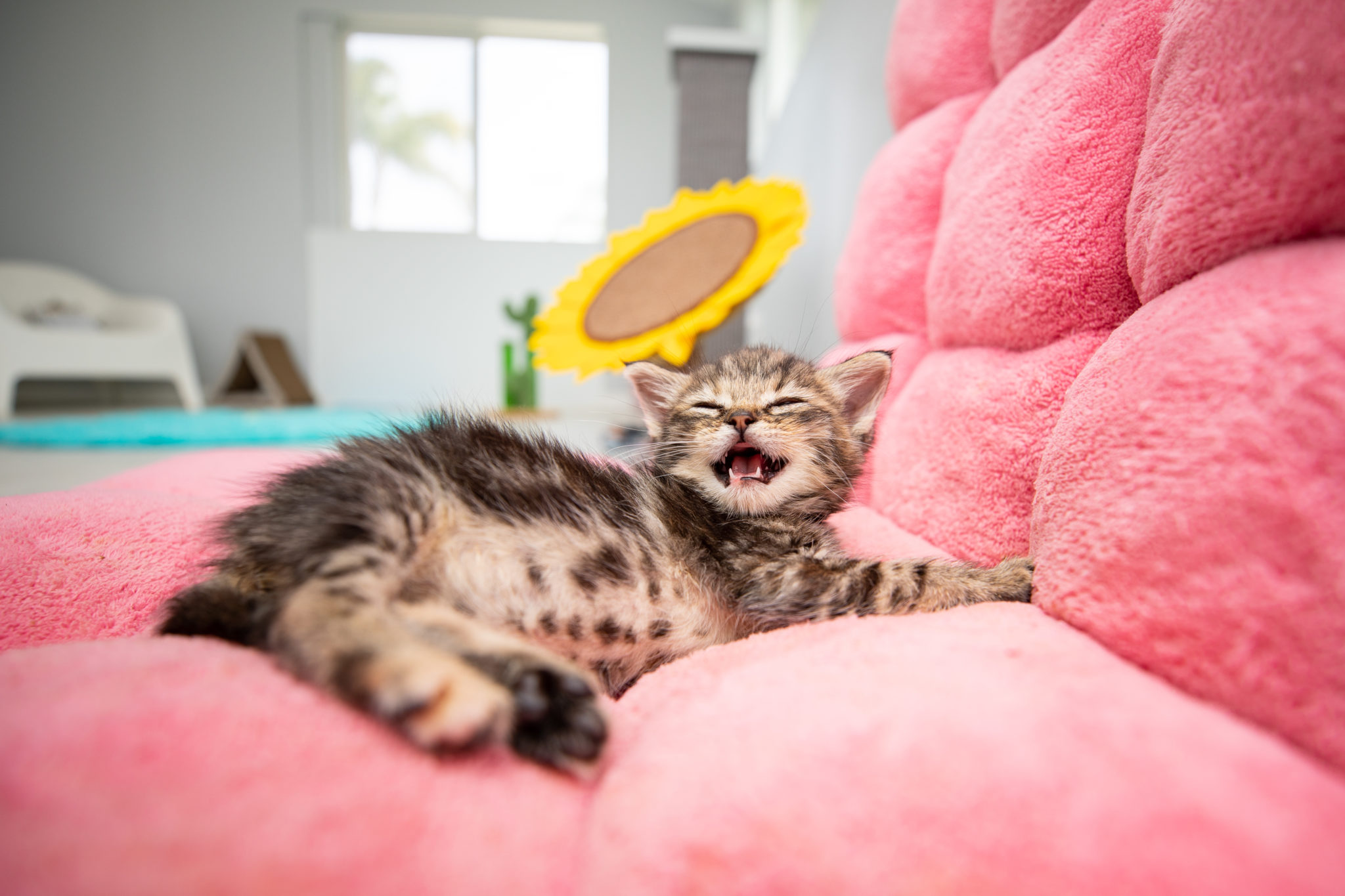 Kitten Nursery - Orphan Kitten Club