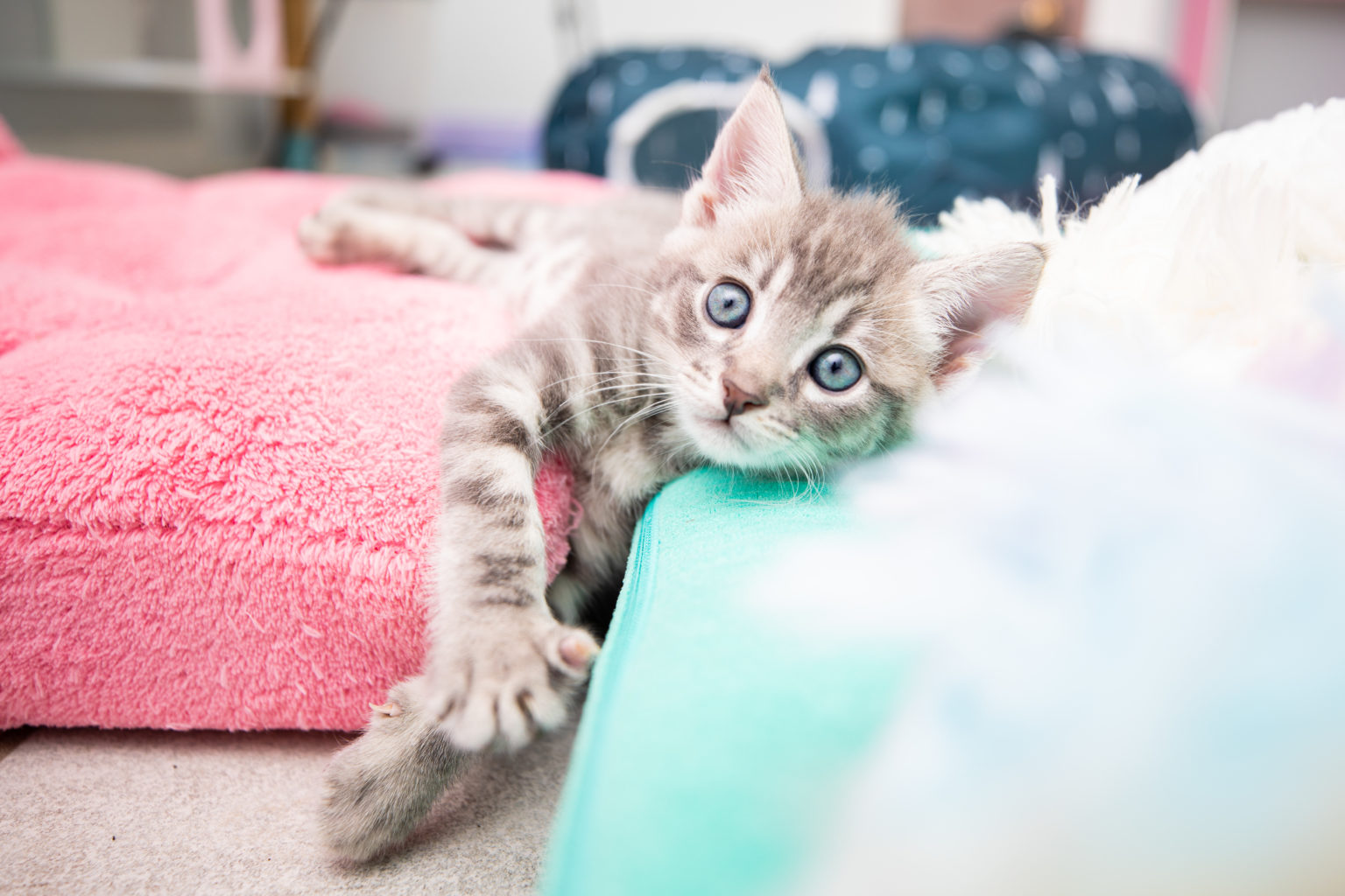 Kitten Nursery - Orphan Kitten Club