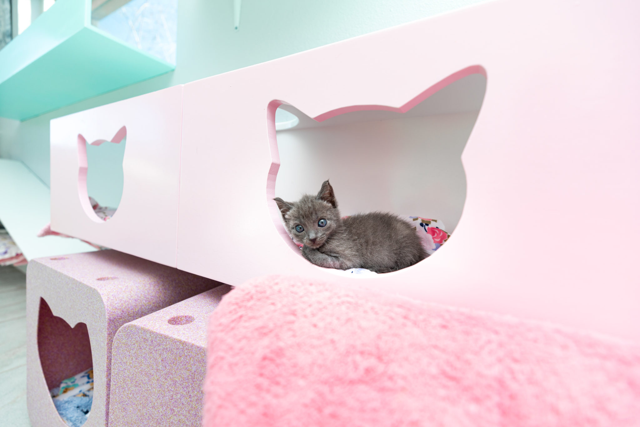 Kitten Nursery - Orphan Kitten Club