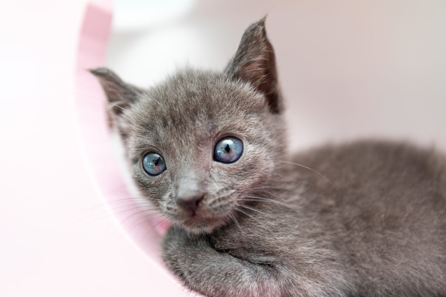 Kitten Nursery - Orphan Kitten Club