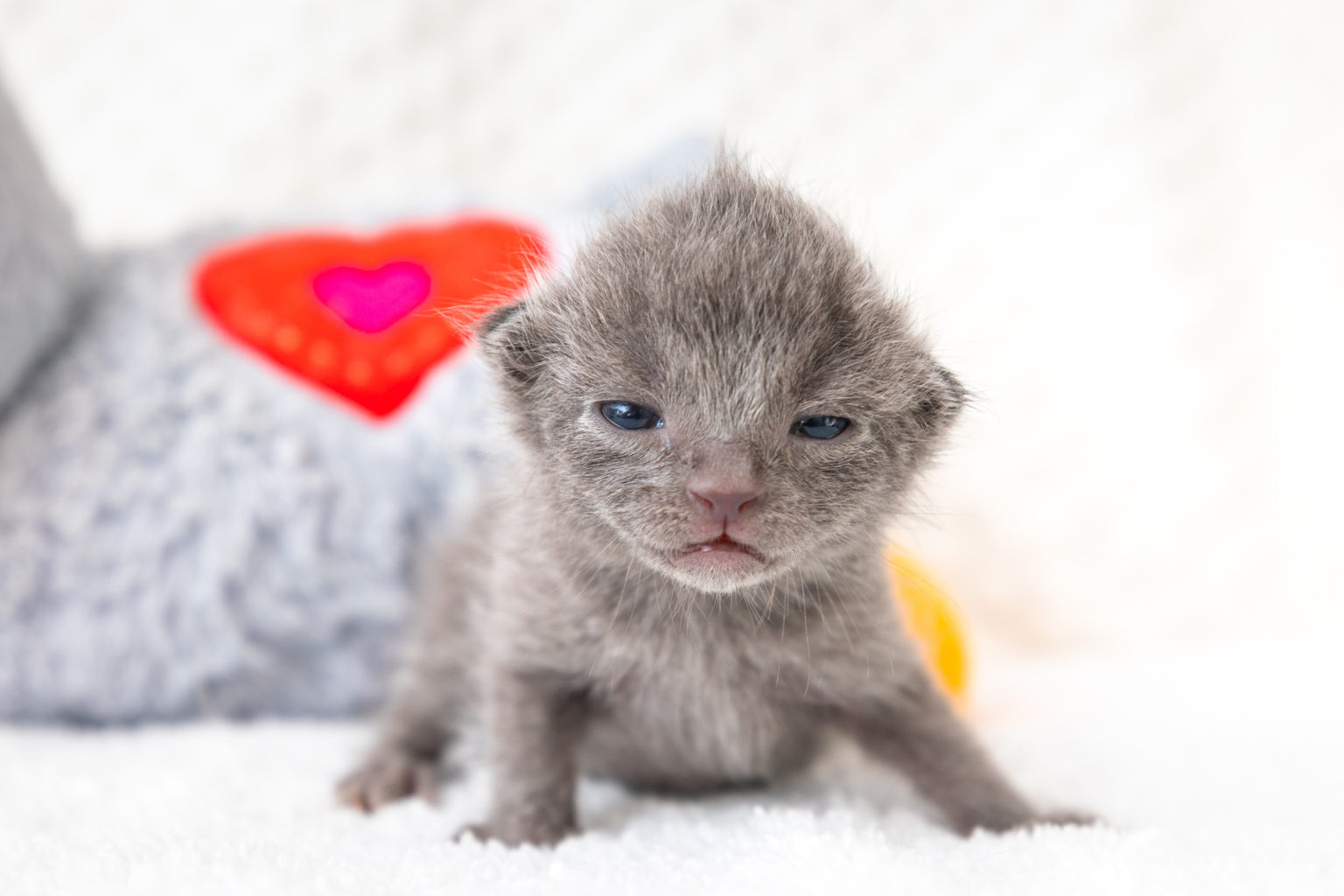 Kitten Nursery - Orphan Kitten Club