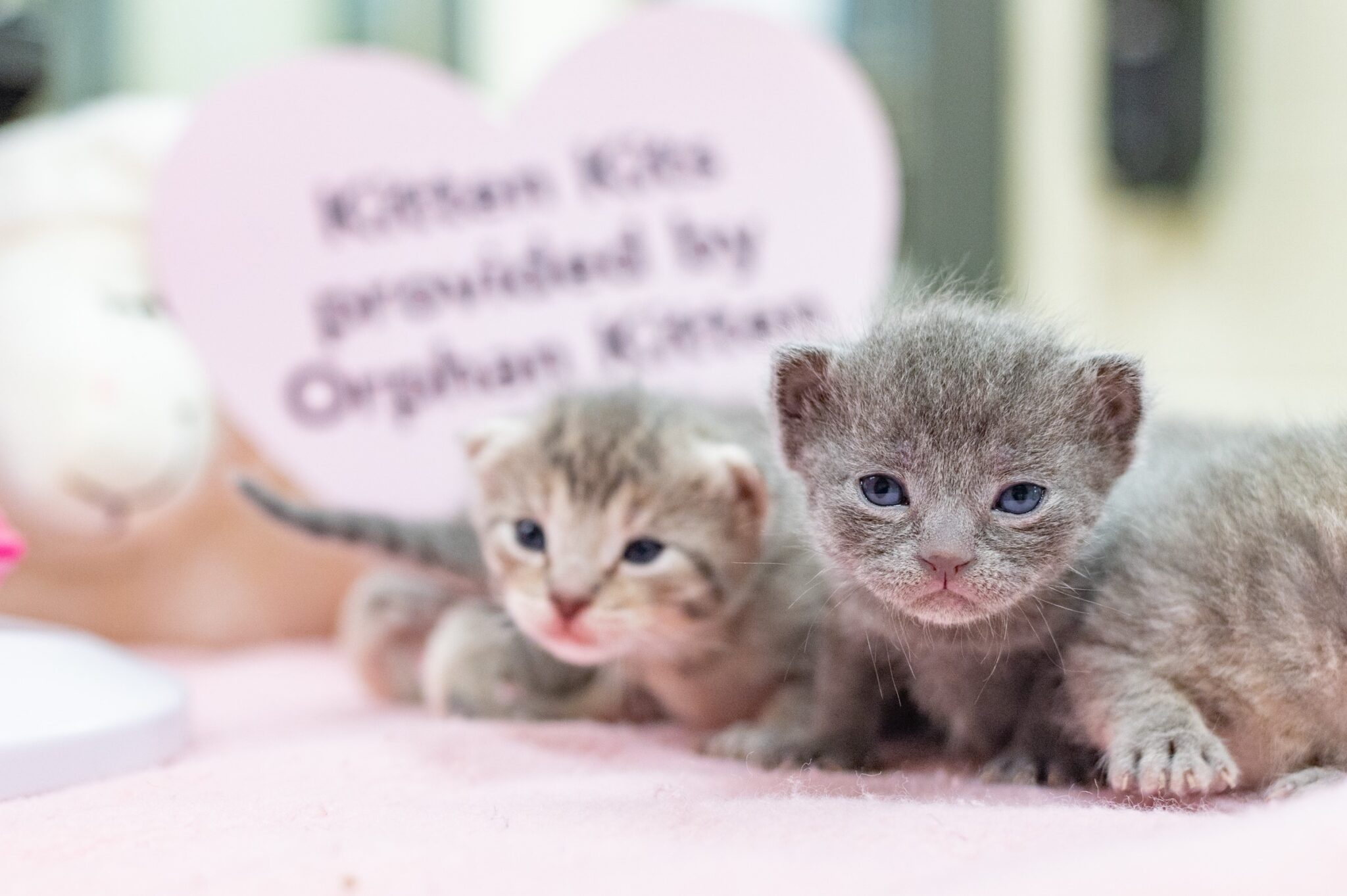 Mightycat Innovation Grants - Orphan Kitten Club