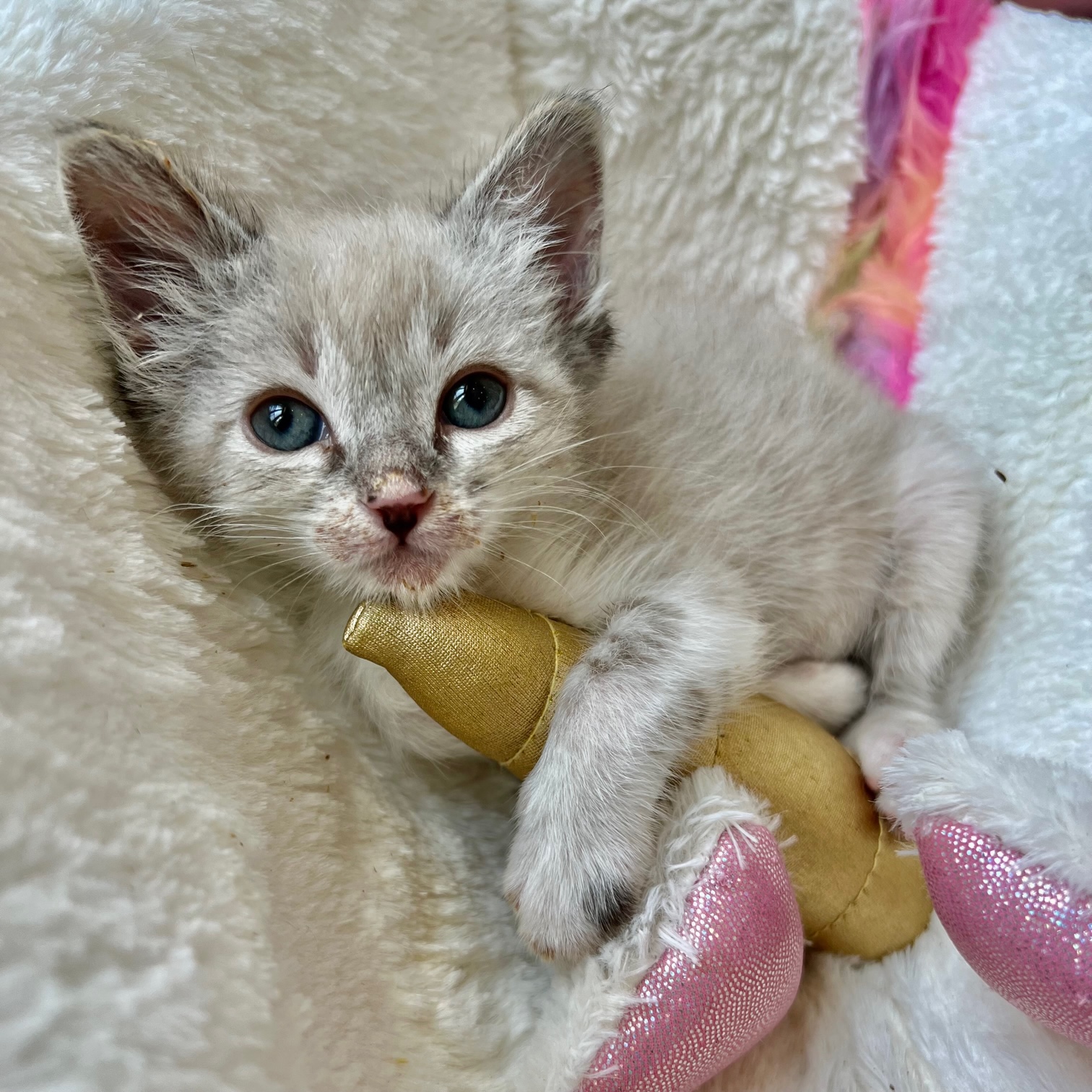 Adoptable - Orphan Kitten Club