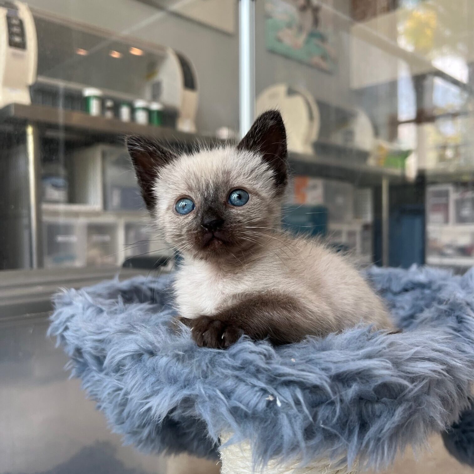 Adoptable - Orphan Kitten Club