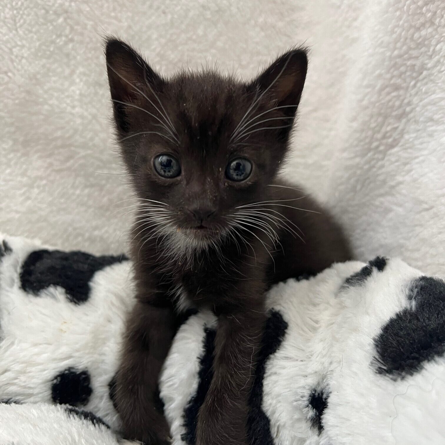 Adoptable - Orphan Kitten Club