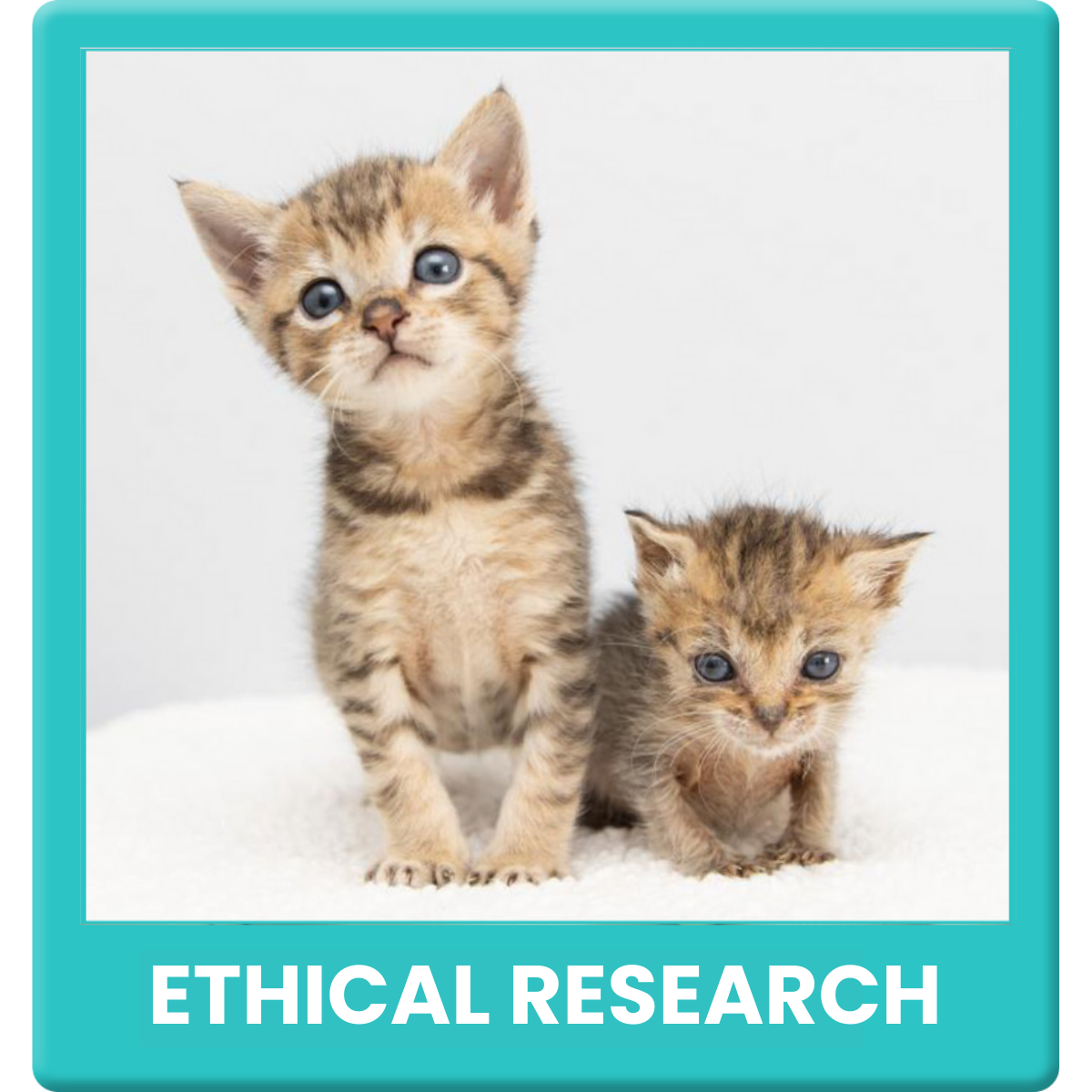 Orphan Kitten Club | Saving the Tiniest Felines