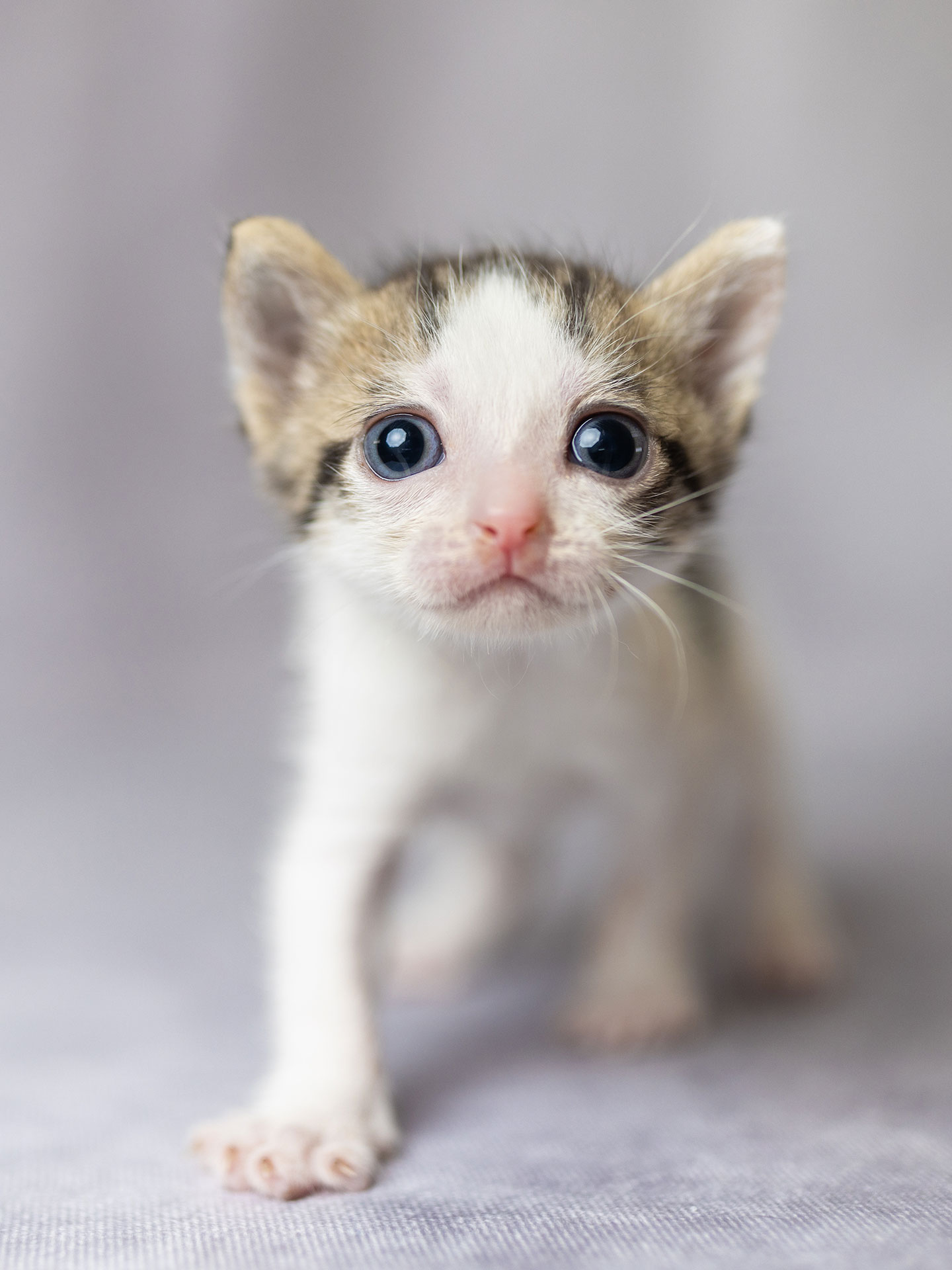 Mission - Orphan Kitten Club